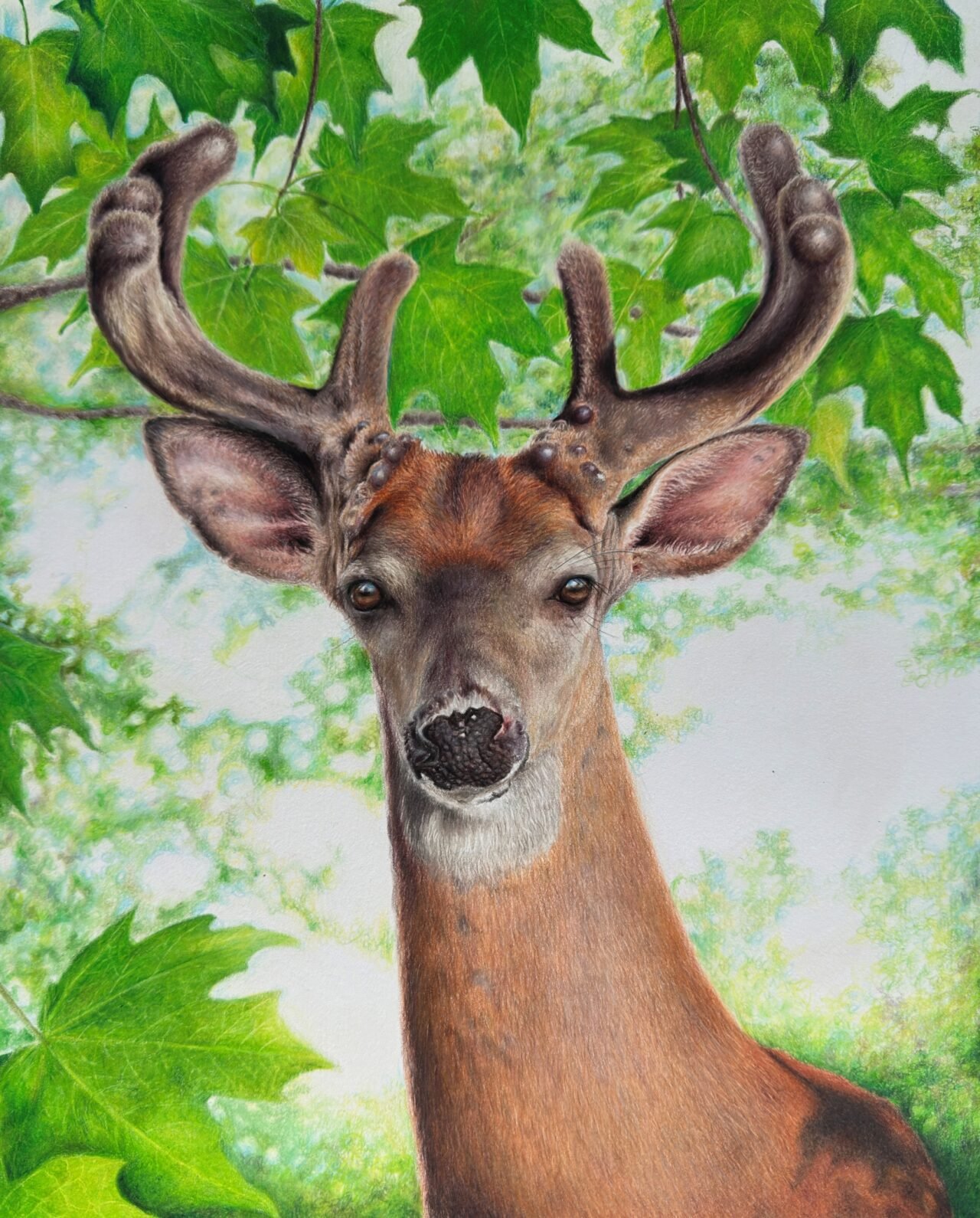 Wild Animals | Megan O'Connor Art